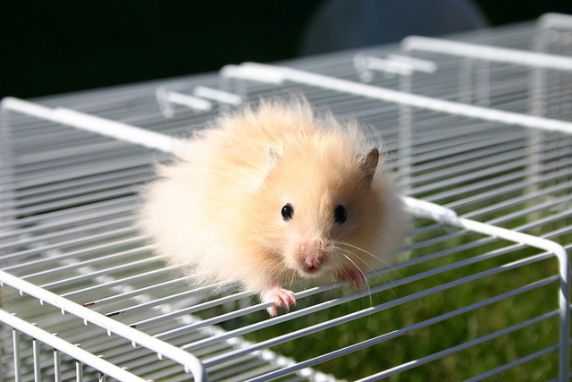 Roedores Pequeninos: Hamster Sírio Angorá