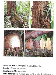 Kasih kepada Flora dan Fauna Anugerah Allah Subhanahu Wa Taala: Meranti ...