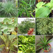 dunia tumbuhan: tanaman herba