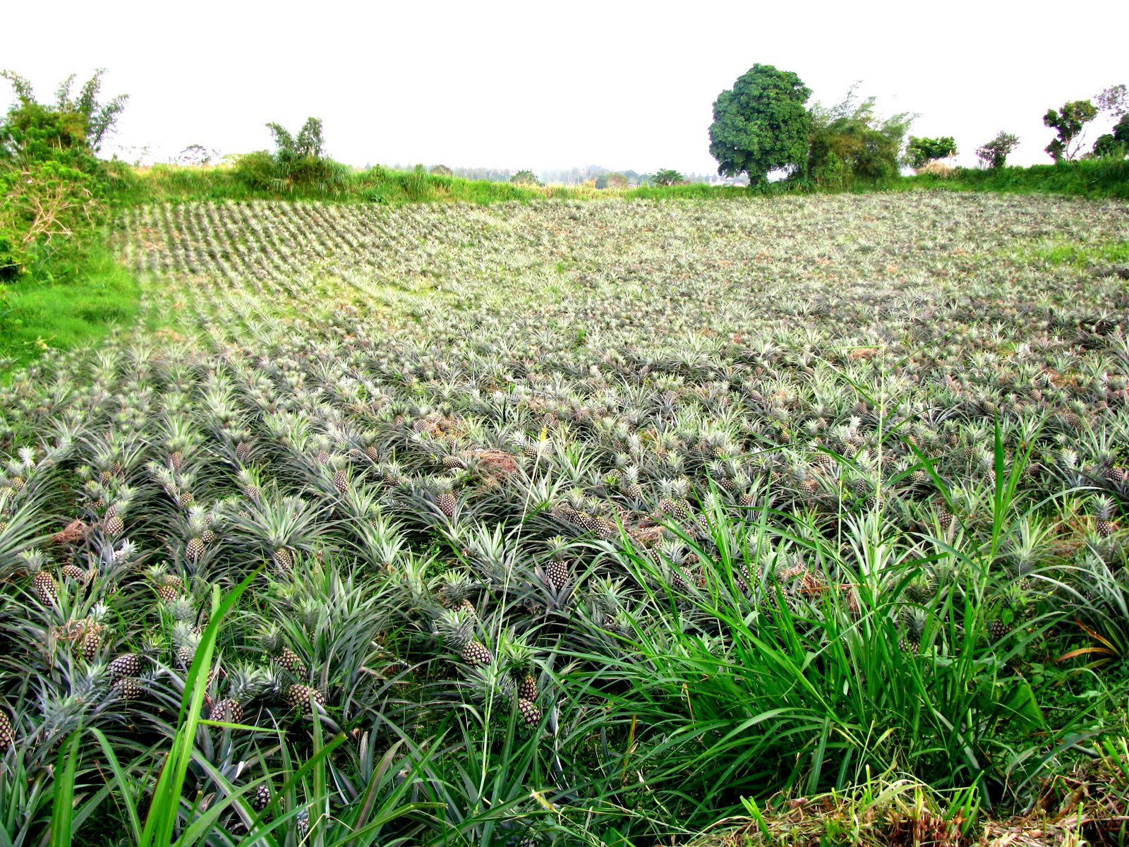 The Next Two Years: Week 13