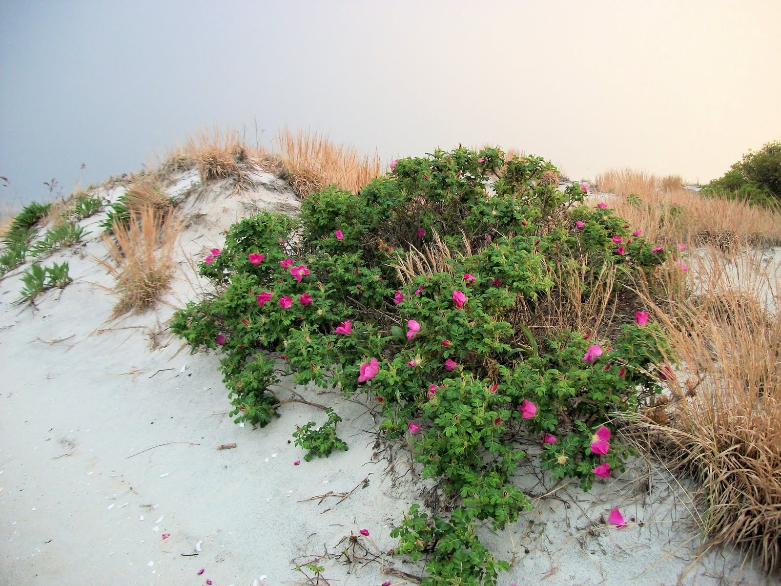 Gone To The Beach: Beach Roses-Must be June