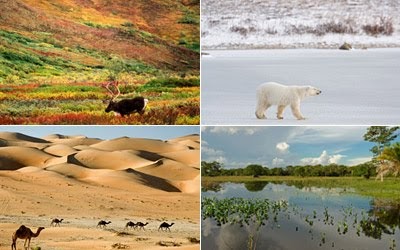 Biomas | O Que São Biomas? ~ Klima Naturali™