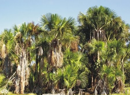 ESTAÇÃO ECOLÓGICA JUTAÍ-SOLIMÕES - AM - Klima Naturali™