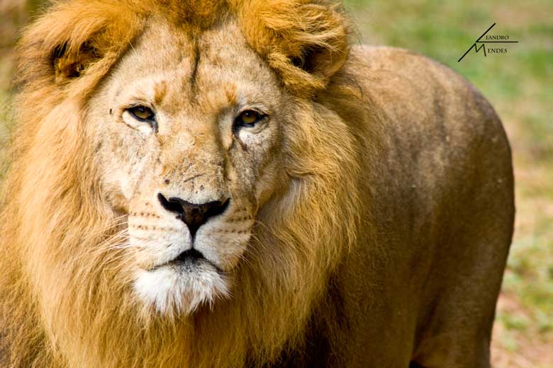 Leandro Mendes - Fotografia: Animais - Felinos