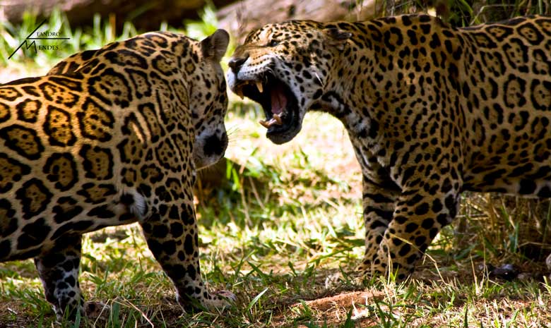 Leandro Mendes - Fotografia: Animais - Felinos