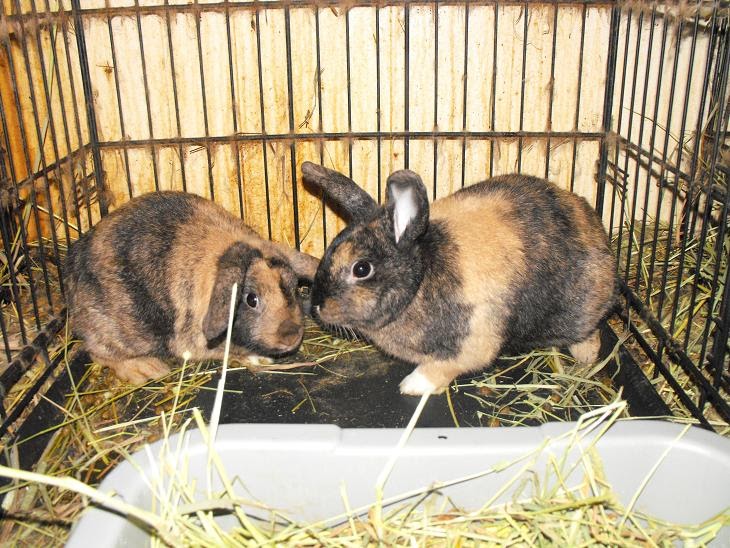 RabbitsForAdoption: ADOPTED! Simone & Simon: Pair of Calico Rabbits For ...