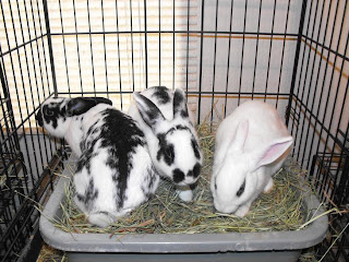 RabbitsForAdoption: Bonded Trio of Beautiful Rabbits