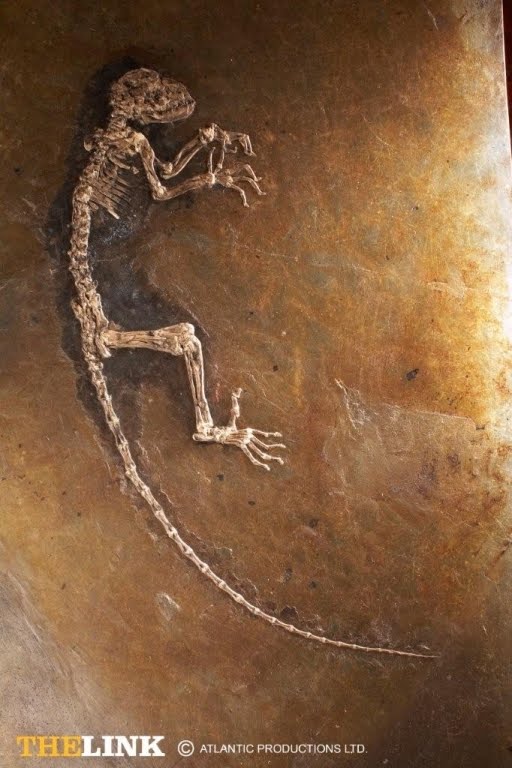 From Cabrales to the world: con ciencias y a lo loco: El link (la ...