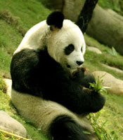 "Animales del Planeta: Animales Herbívoros