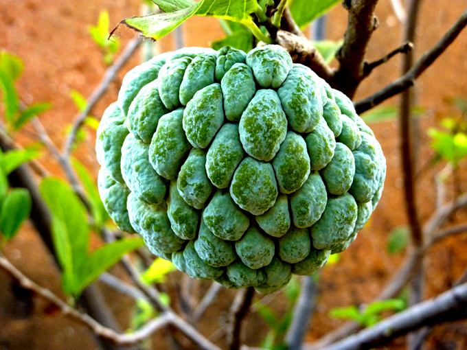 Delírio Planeta: Ata, pinha, fruta do conde do meu quintal