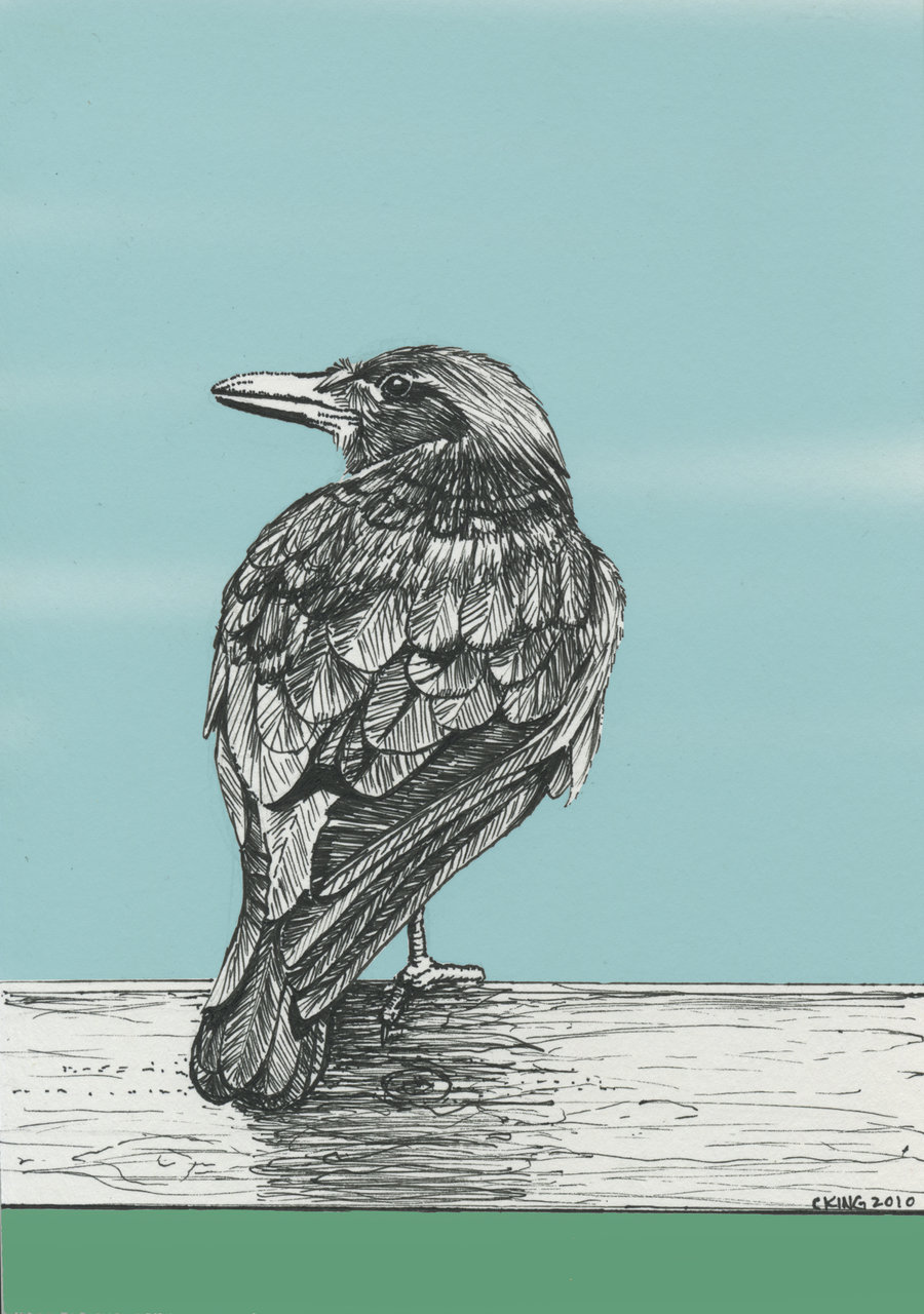 Clare's Sketch Book & Adventures in Watercolors: Crow Pen & Ink