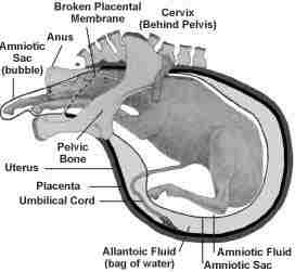 Hoof Prints On The Heart: Is Your Mama a Mare: Birthing Positions