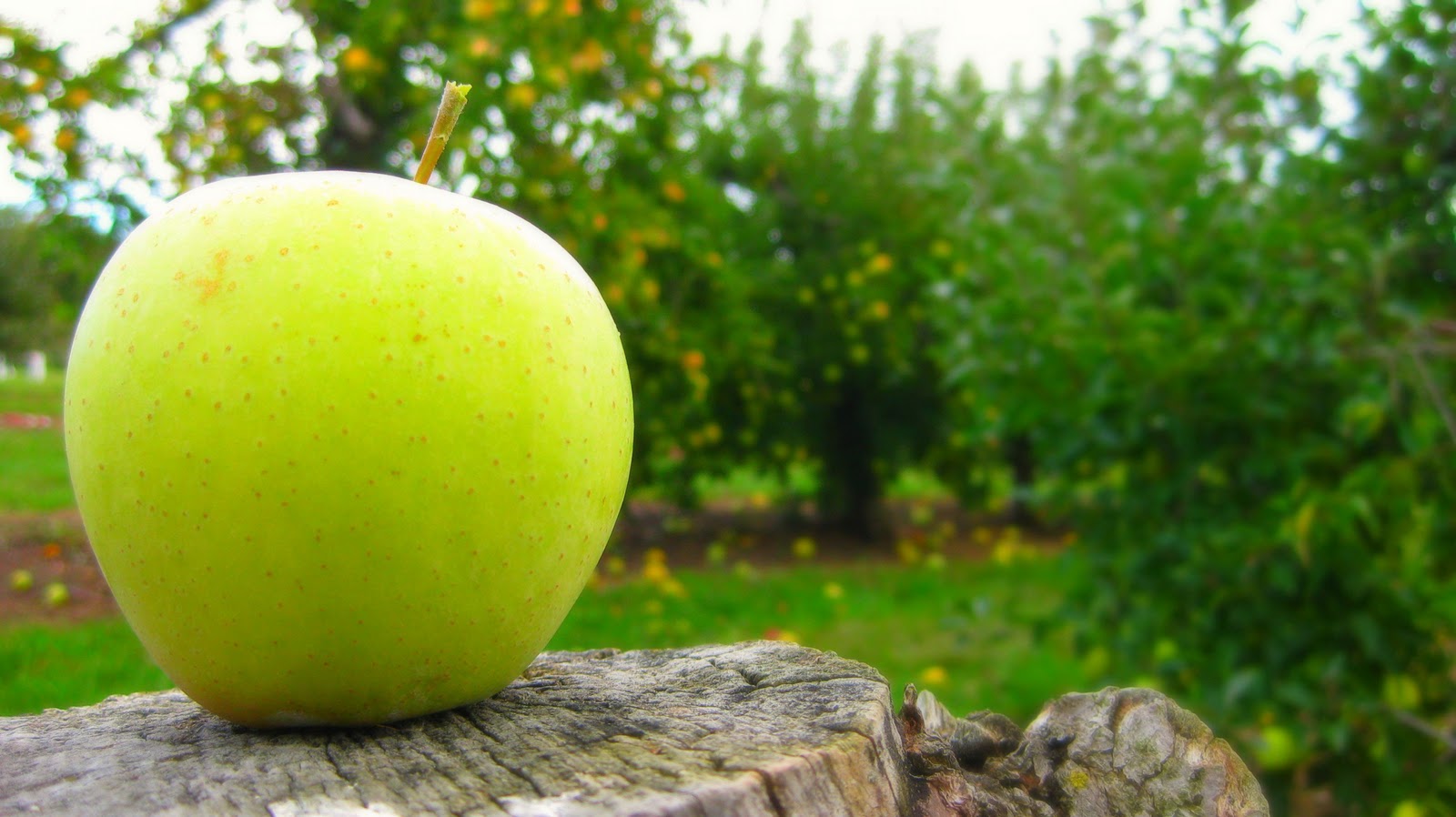 Golden Delicious Apple Picking Time at Erika Nelson blog