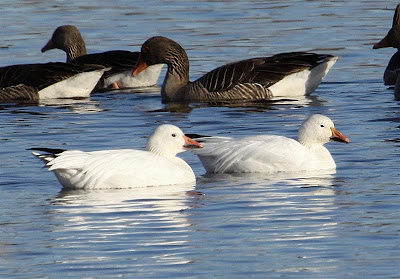 Michael Foley: Bird Photographs 2010-plus ©: Lesser Snow Geese at ...