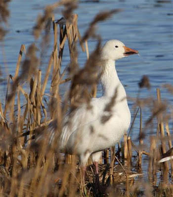 Michael Foley: Bird Photographs 2010-plus ©: Lesser Snow Geese at ...