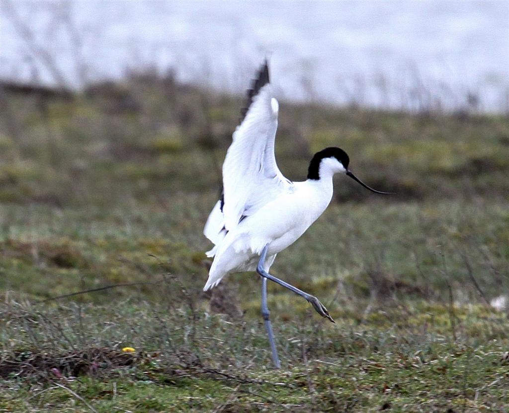 Michael Foley: Bird Photographs 2010-plus ©: Avocets at Marshside ...
