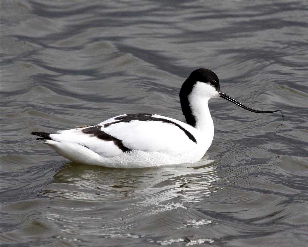 Michael Foley: Bird Photographs 2010-plus ©: Avocets at Marshside ...