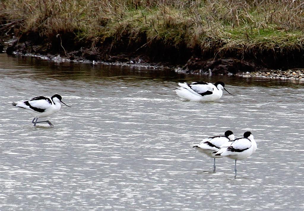 Michael Foley: Bird Photographs 2010-plus ©: Avocets at Marshside ...