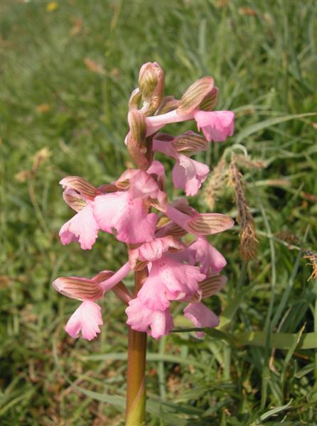 Michael Foley: Natural History ©: PLANT: Anacamptis morio (Green-winged ...