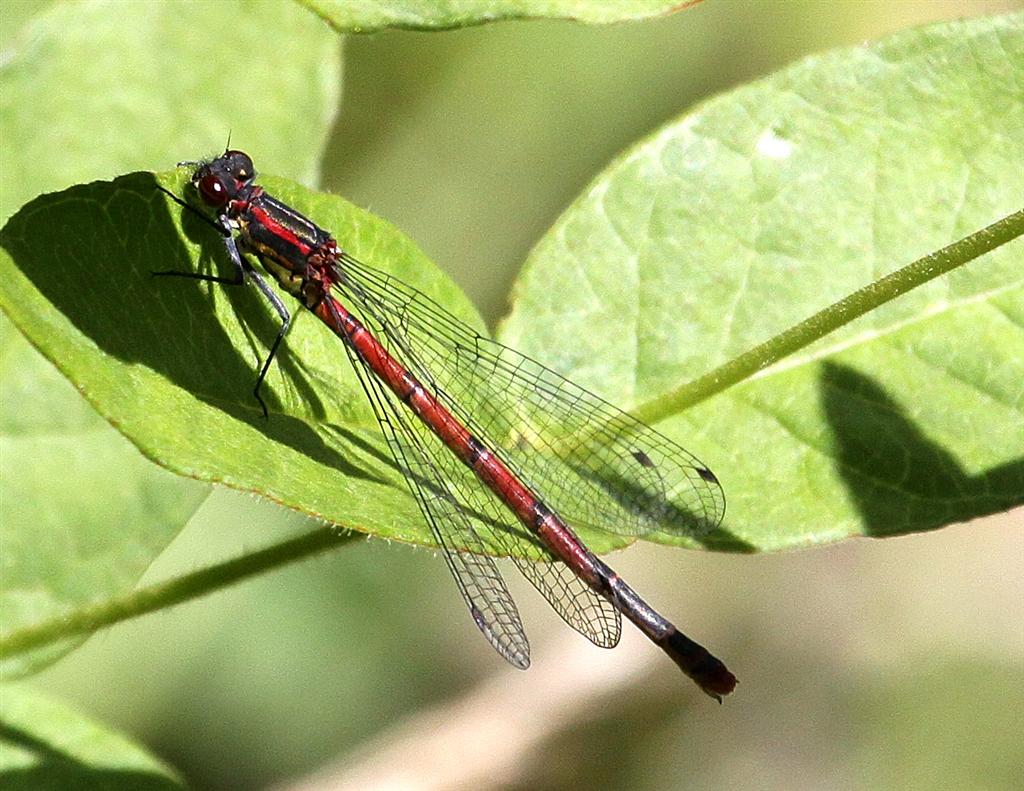 Michael Foley: Natural History ©: DRAGONFLY: Some common dragonflies in ...