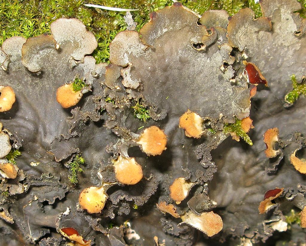 Michael Foley: Lichen Photographs ©: Peltigera praetextata, Great Wood ...