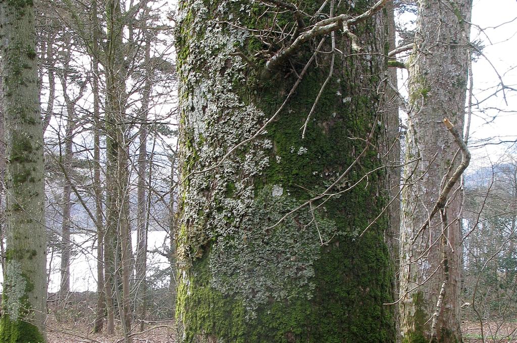 Michael Foley: Natural History ©: LICHEN: Lobaria virens in Cumbria