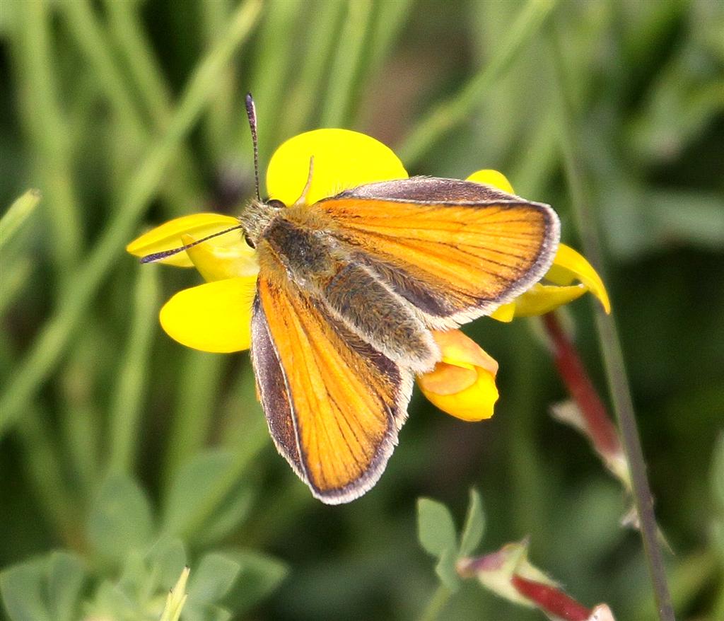 Michael Foley: Natural History ©: BUTTERFLY: Skippers: Large and Small ...