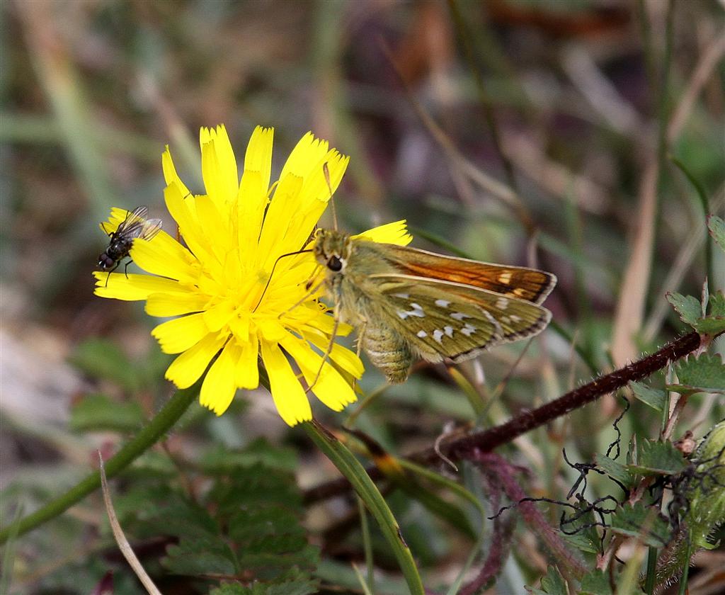 Michael Foley: Natural History ©: BUTTERFLY: Silver-spotted Skippers ...