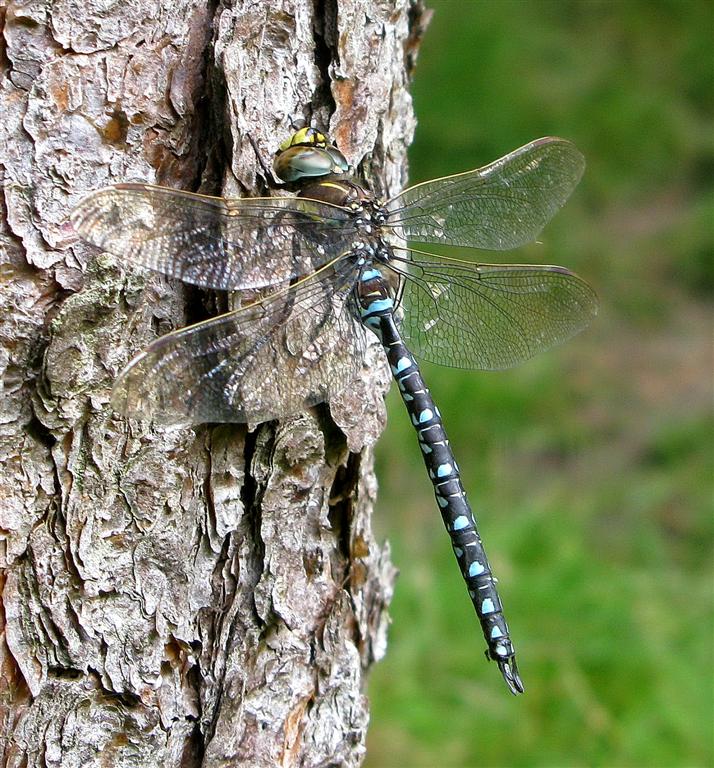 Michael Foley: Natural History ©: DRAGONFLY: Southern Hawkers and ...