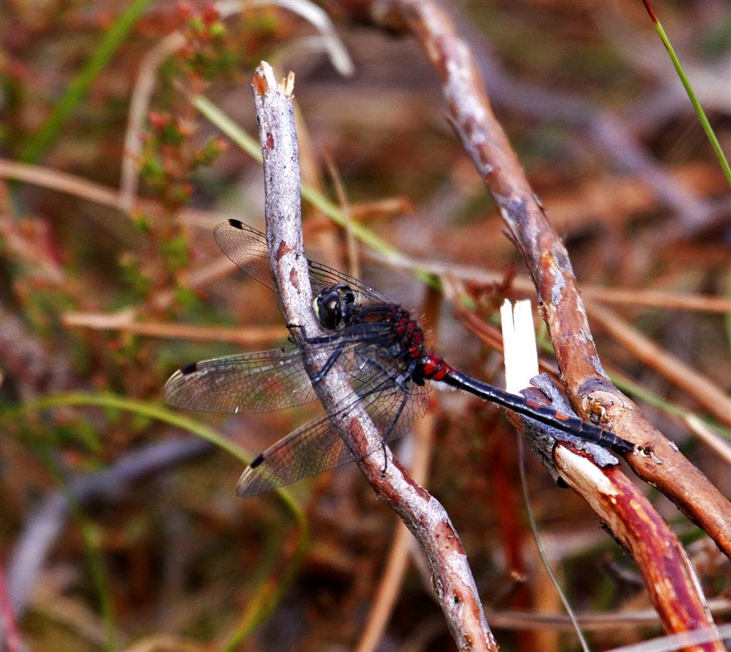 Michael Foley's Dragonflies ©: White-faced Darter (Leucorrhinia dubia)