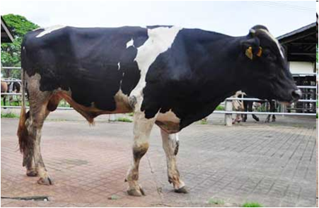 BAKA-BAKA LEMBU PEDAGING DI MALAYSIA | DIREKTORI PENTERNAK KAMBING ...