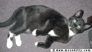 Beyond the Veil ~ Paranormal Romance Authors: 13 Things about Fey Cats