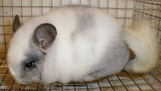 Paul Spooners Chinchillas: Introduction to the Pet Chinchilla
