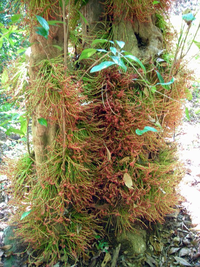 Third Eye: Pothigai Hill Photos