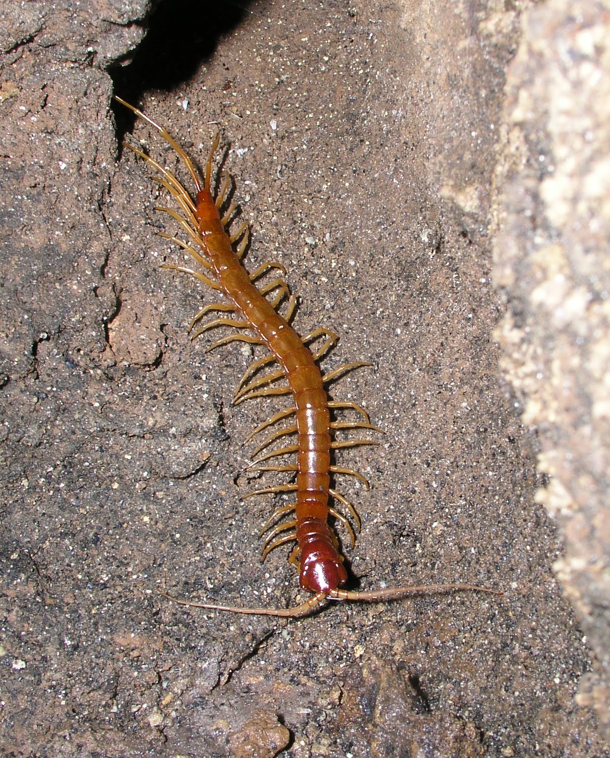 Fichas de Animales: Escolopendra Gigante de Perú