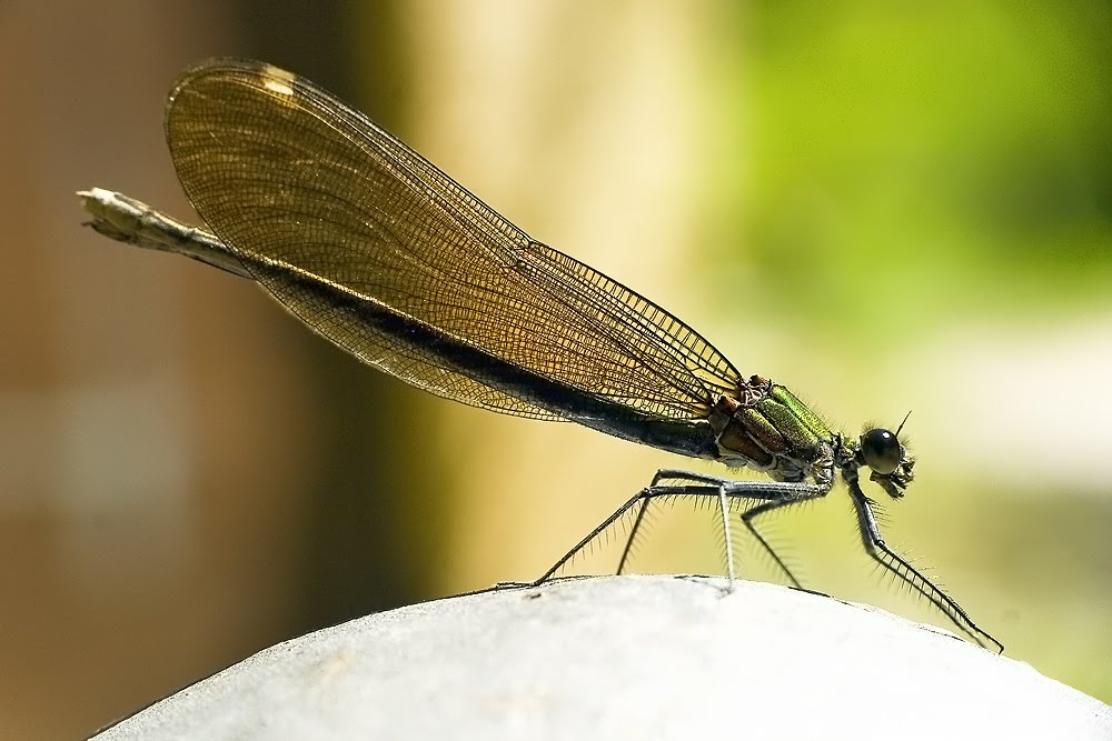 Fichas de Animales: Caballito del diablo azul