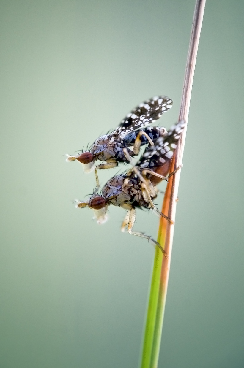 Fichas de Animales: Trypetoptera punctulata