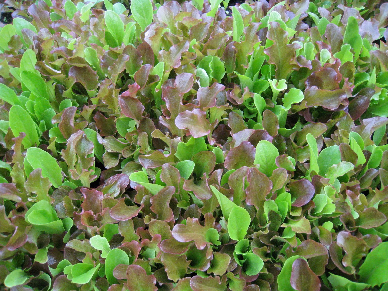 Christina's Garden: spring greens