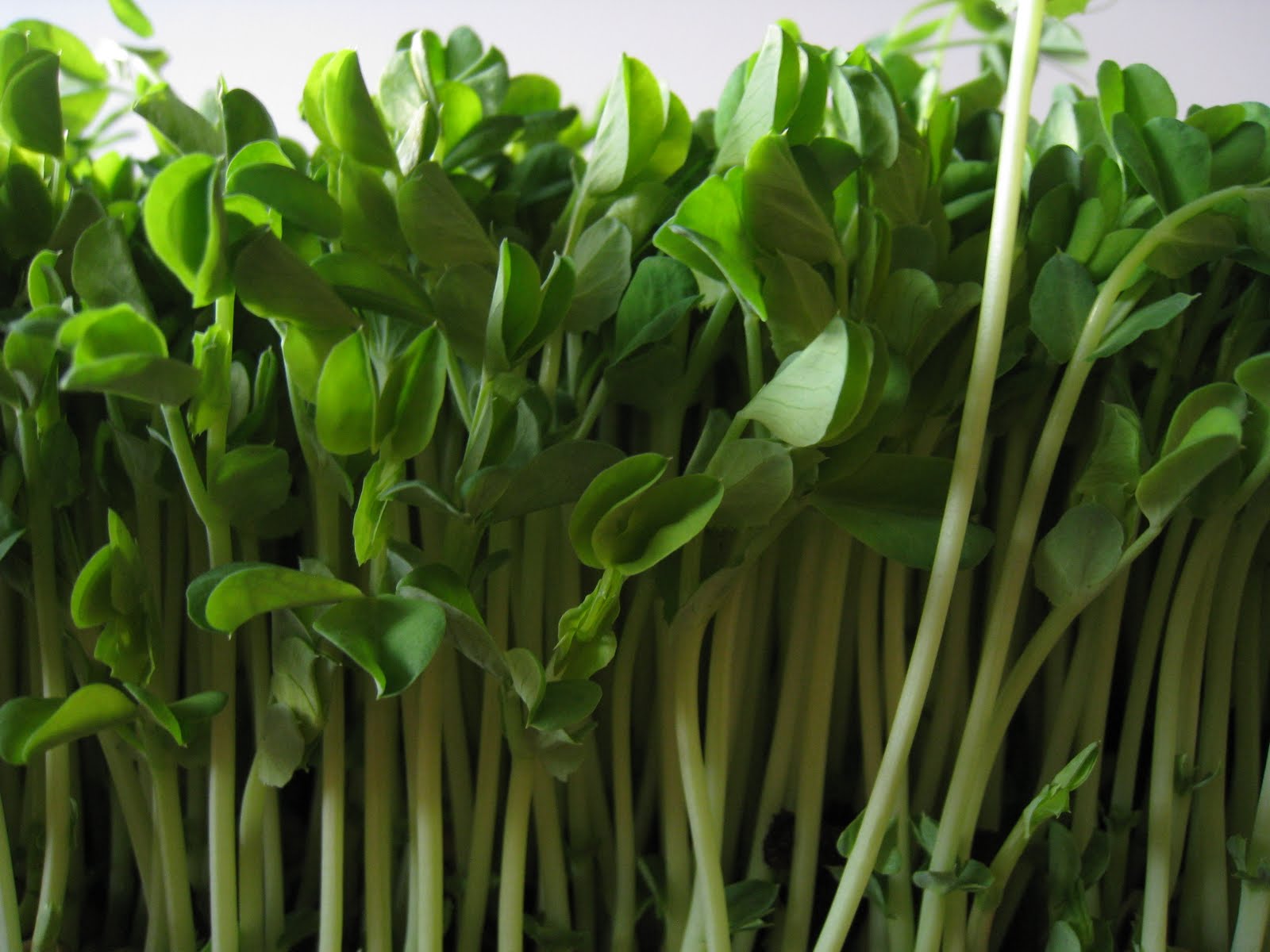 Christina's Garden: pea shoot season