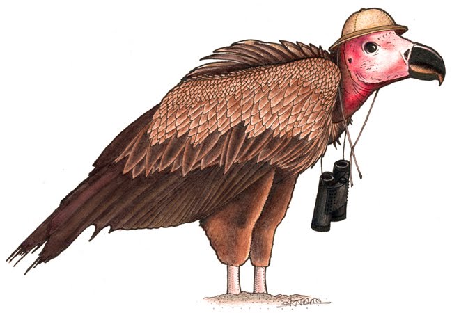 Birds in Hats.: Vulture in a Safari Hat.
