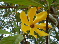 ANGGUN.SIHAT.CANTIK.: KHASIAT BUNGA CEMPAKA