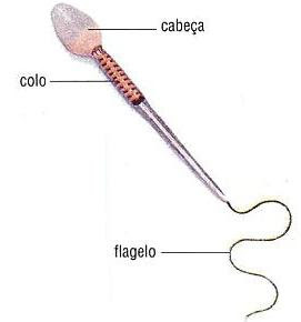 ANATOMIA HUMANA - VAMOS EXPLORAR?: Anatomia dos Espermatozóides