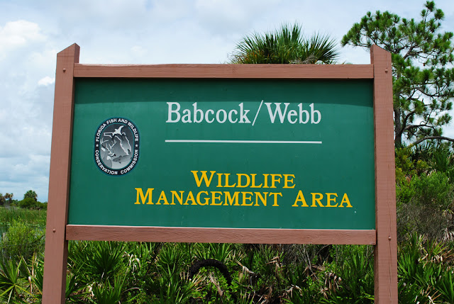 Field Notes and Photos: Babcock-Webb Wildlife Management Area ...