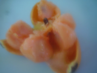 Khazanah Alam: Ini dia mencepu a.k.a ceghopu