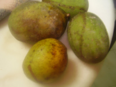 Khazanah Alam: Macang bukan kuini