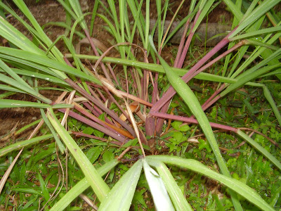 nusantaraku: Manfaat Serai atau sereh dan Serai Merah "Sereh Wangi"