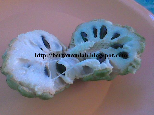 Khazanah Alam: OO begini rasanya..buah nona.