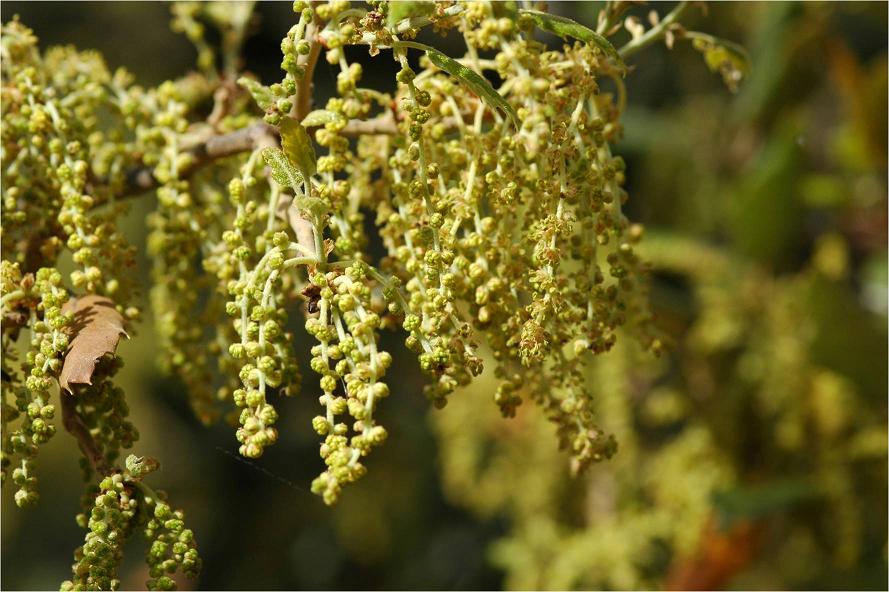 BIODIVERSIDAD COSTA GRANADINA Y...: Alcornoque (Quercus suber)