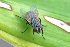 Read & Share: Info Sehat : Lalat ( The Fly )
