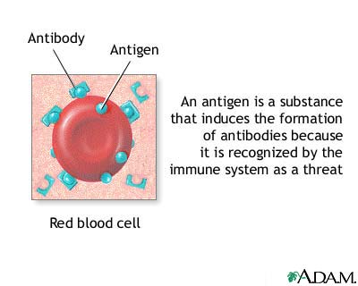 beLaJaR biOkimia yupz.: ANTIGEN DAN ANTIBODI /AGLUTINOGEN (Antigen and ...